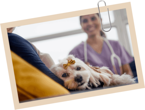 New Client Form | Hometown Animal Clinic